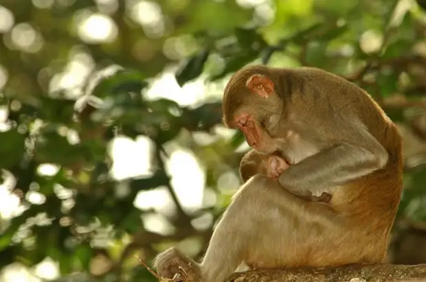 30 foto's die bewijzen dat dieren ook van hun familie houden