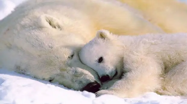 30 foto's die bewijzen dat dieren ook van hun familie houden