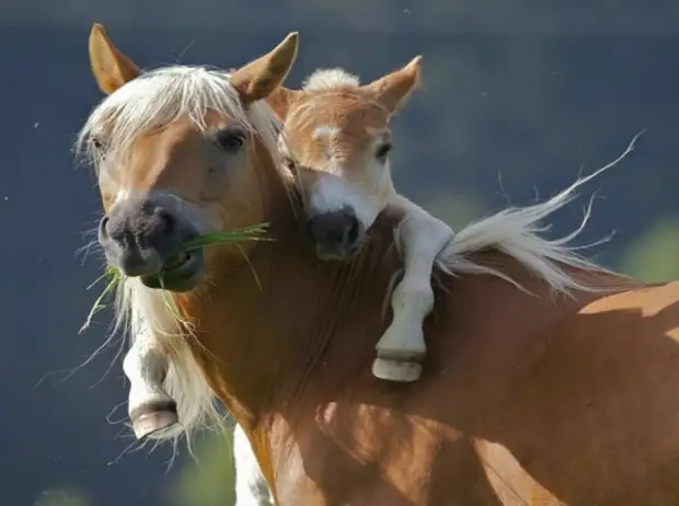 30 foto's die bewijzen dat dieren ook van hun familie houden