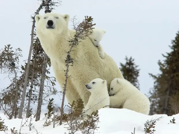 30 foto's die bewijzen dat dieren ook van hun familie houden