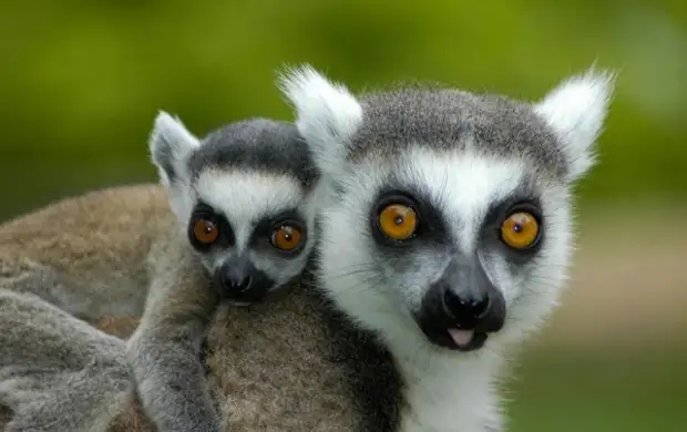 30 foto's die bewijzen dat dieren ook van hun familie houden