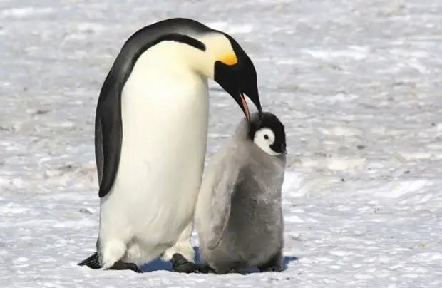 30 foto's die bewijzen dat dieren ook van hun familie houden