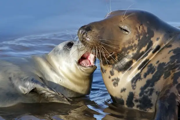 30 foto's die bewijzen dat dieren ook van hun familie houden