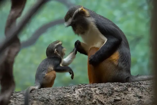 30 foto's die bewijzen dat dieren ook van hun familie houden