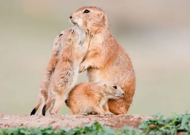 30 foto's die bewijzen dat dieren ook van hun familie houden