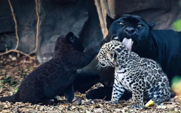 30 foto's die bewijzen dat dieren ook van hun familie houden