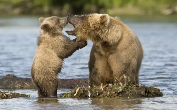 30 foto's die bewijzen dat dieren ook van hun familie houden