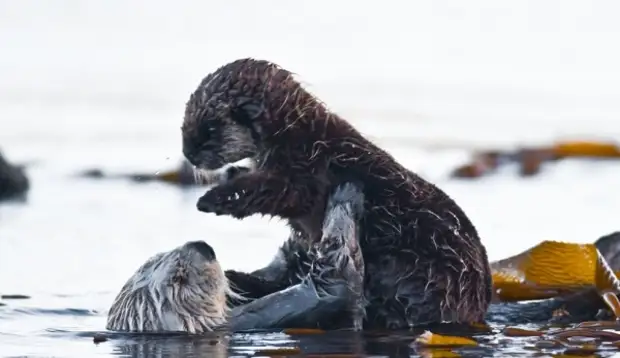 30 foto's die bewijzen dat dieren ook van hun familie houden