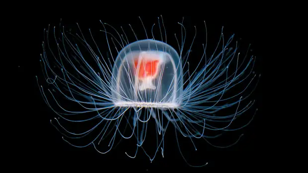 Besmrtna meduza. opstanak, životinje, znanost