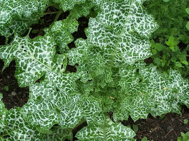 Holy thistle - thistle นม