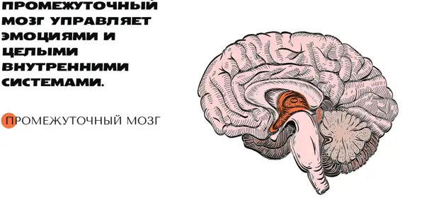 Mozak je jednostavno složen