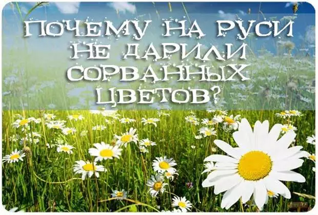 Чаро дар Русия гулҳои кандаро тақдим накарданд?