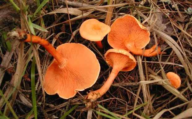 chanterelle eke waye: lati Keje si Oṣu Kẹwa Tabi, bi o ti tun npe ni, ọrọ osan. Ori chanterelle eke jẹ didan ni awọ lati osan si pupa-pupa ati pe o jọra funnel pẹlu awọn egbegbe didan. Awọn awo naa jẹ pupa didan, igi naa jẹ nipa 10 cm ni giga, nigbagbogbo dín si ọna ipilẹ. Iru fungus yii nigbagbogbo dagba ni awọn ẹgbẹ, kere si nigbagbogbo ni ẹyọkan ati nigbagbogbo nitosi awọn chanterelles gidi. Lati ṣe iyatọ wọn jẹ ohun ti o rọrun: pulp ti chanterelles eke ni õrùn ti ko dun. A ka fungus naa lati jẹ majele diẹ, i.e. lati le yọkuro awọn ami aisan ti majele, o to lati ṣe lavage inu.