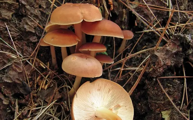 Gymnopilus-ը գեղեցիկ է: Տեղի է ունենում հունիսի վերջից մինչև սեպտեմբերի կեսերը: Նրա միջուկը պարունակում է տպավորիչ քանակությամբ արբեցնող և հալյուցինոգեն նյութեր։ Ընկնելով նենգ սնկի ազդեցության տակ՝ կարող եք հեշտությամբ ավարտել սնկի որսը, որն այդքան ուրախ է սկսվել մոտակա ճահիճում կամ անթափանց տայգայում: Gymnopilus-ը միայնակ չի աճում, հսկայական գաղութները կարող են տարածվել միկելիումի կենտրոնի շուրջ տասնյակ մետրերով: Hymnopilus-ի ձևն ու գույնը նման է ուտելի թեփուկներին, սակայն ուտելի սնկերն ունեն ավելի մեծ պտղատու մարմին և լայն օղակ ցողունի վրա: