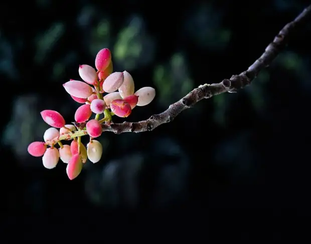 Pistachios: abantwana bentlupheko