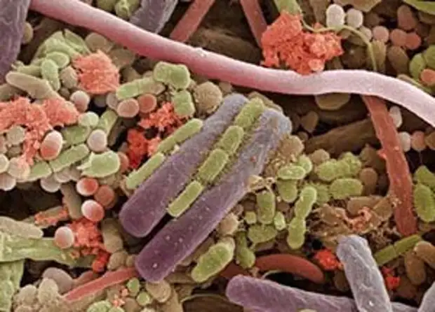 Бактерияләр, телдә микроблар.