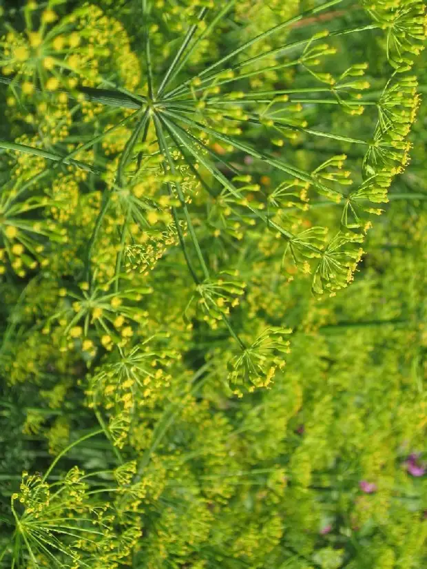 Herbes d'estiu: beneficis i perjudicis