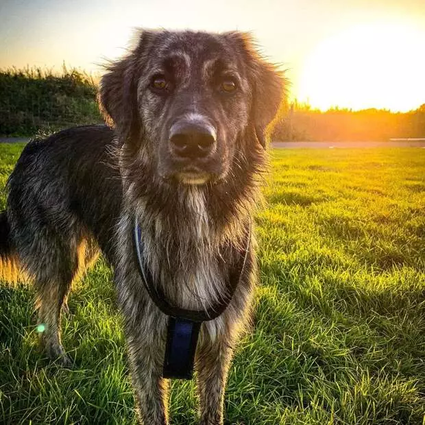 20 मोहक मेस्टिझो कुत्रे ज्यांनी अनेक जातींची उत्कृष्ट वैशिष्ट्ये आत्मसात केली आहेत