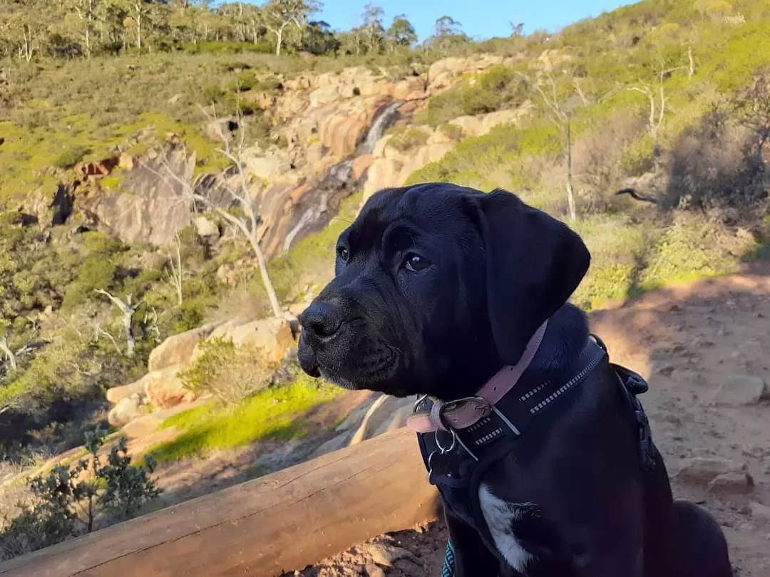 20 adorables gossos mestissos que han absorbit les millors característiques de diverses races