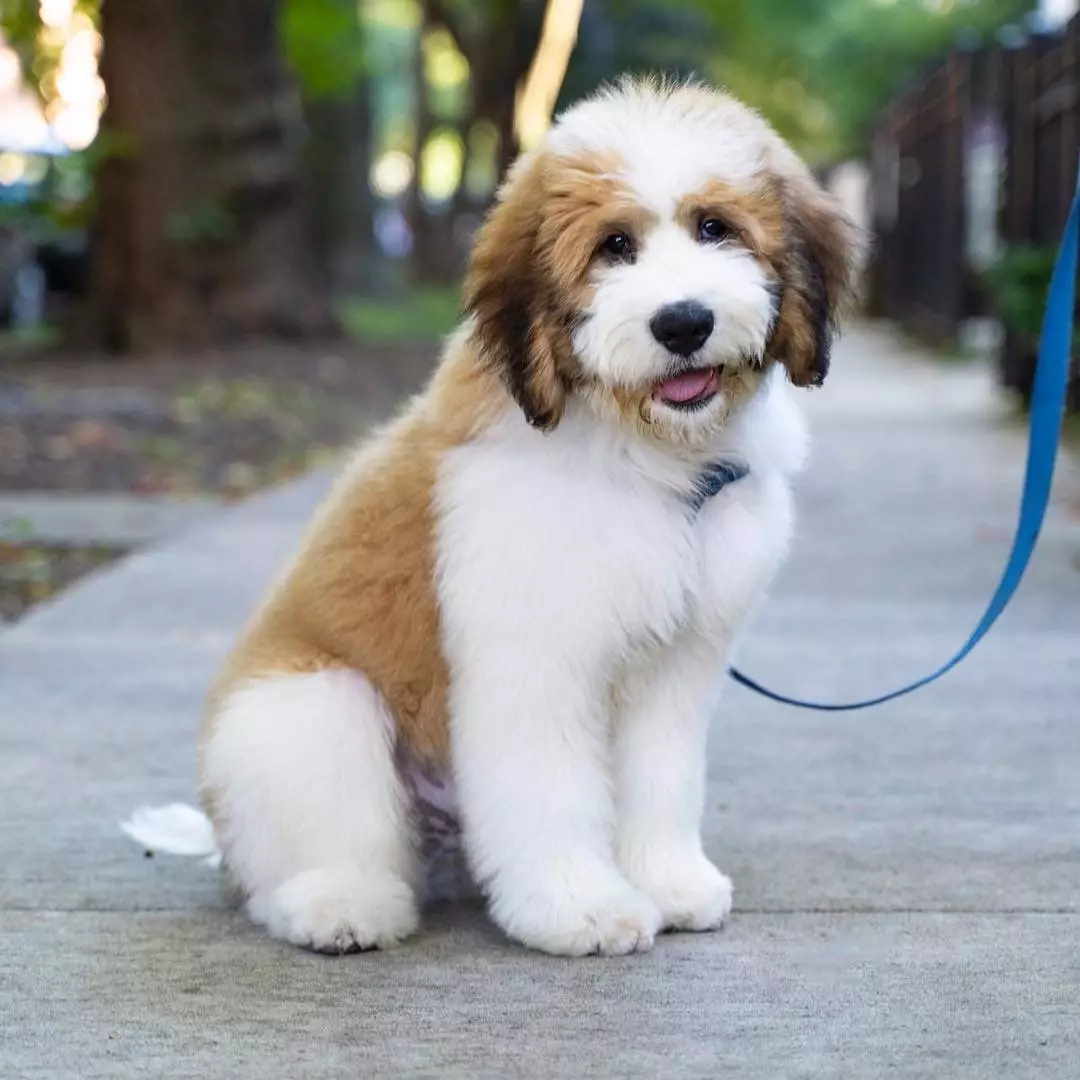 20 adorables gossos mestissos que han absorbit les millors característiques de diverses races