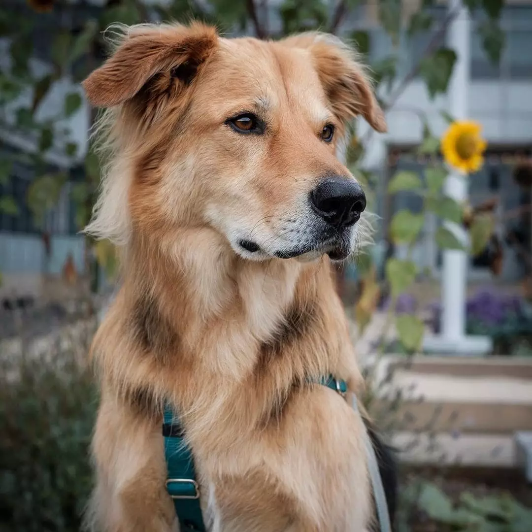 20 adorables gossos mestissos que han absorbit les millors característiques de diverses races