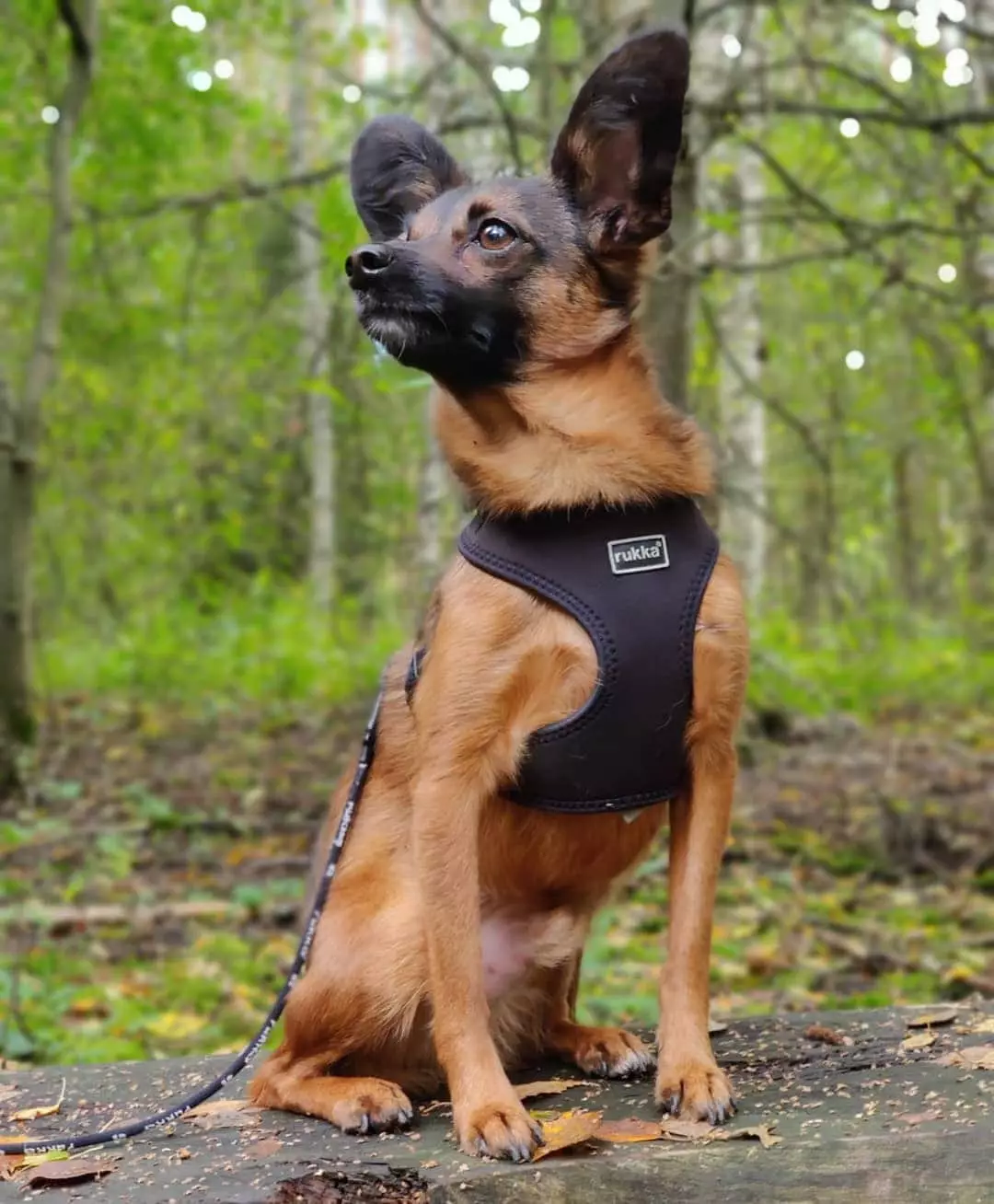 20 yndige mestizohunde, der har absorberet de bedste egenskaber fra flere racer