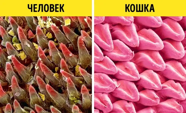 14 чудових макрознімків, які розкажуть про наше тіло більше, ніж підручник фізіології