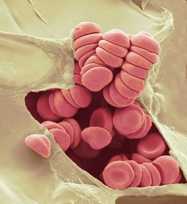 14 inokatyamadza macro shots inotaura zvakawanda nezvemuviri wedu kupfuura bhuku re physiology