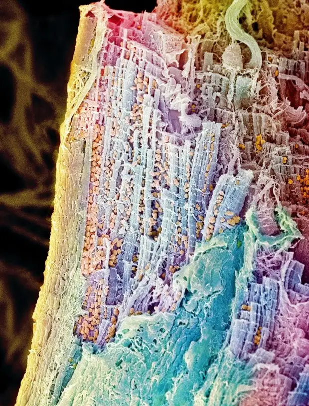 14 inokatyamadza macro shots inotaura zvakawanda nezvemuviri wedu kupfuura bhuku re physiology