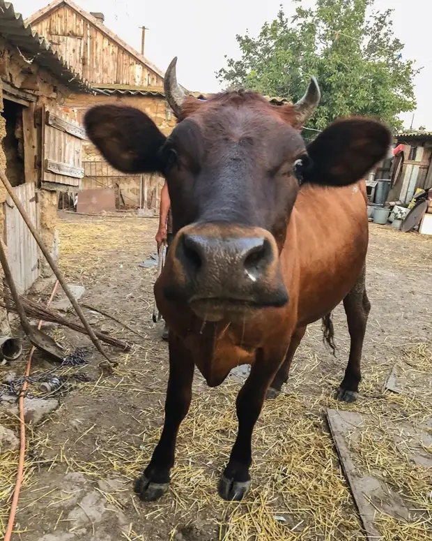 Der Tierarzt hat Geschichten und Praxistipps geteilt, die für alle wichtig sind