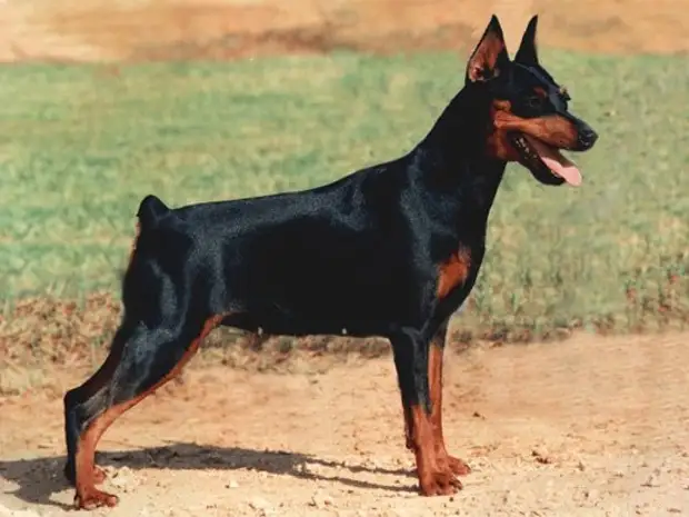 honden-rassen-slimme-foto's katten-honden-grappige dieren-kote