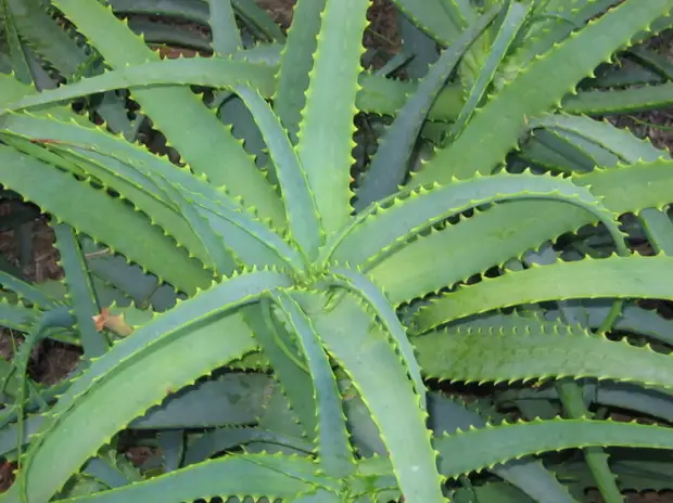 ನಿಗೂಢತೆಯ ಪ್ರೇಮಿಗಳು! ಸಸ್ಯ ಮ್ಯಾಜಿಕ್