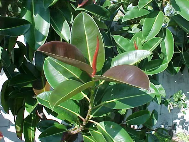 ನಿಗೂಢತೆಯ ಪ್ರೇಮಿಗಳು! ಸಸ್ಯ ಮ್ಯಾಜಿಕ್