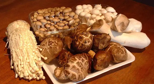 Genezende paddenstoelen shiitake, meitake, reishi, coriolus en cordyceps