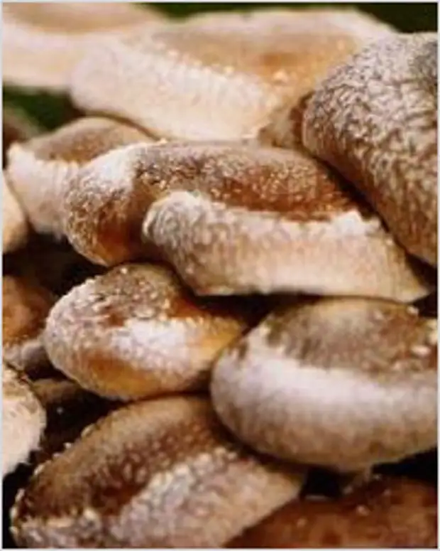 Shiitake-sampioene