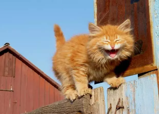 Leuke weetjes over mensen en dieren