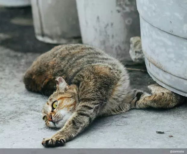 10 fatos que você provavelmente não sabia sobre gatos