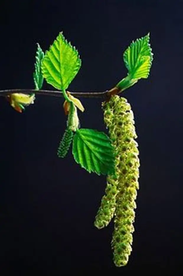 Hanging or warty birch (Betula pendula)