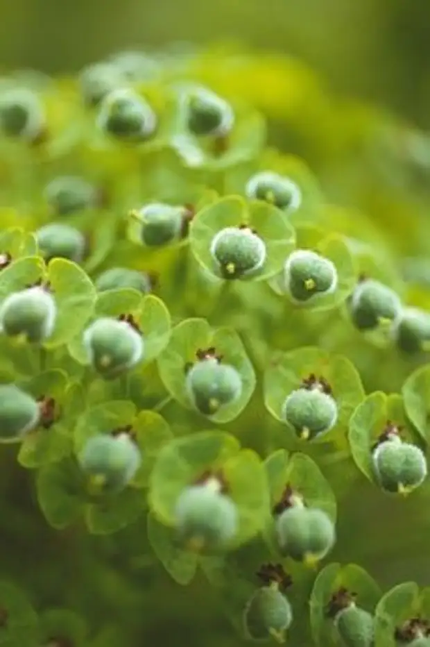 Pallas kapa Fisher's spurge (Euphorbia fischeriana)