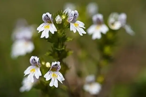 اکين جي روشني (Euphrasia officinalis)