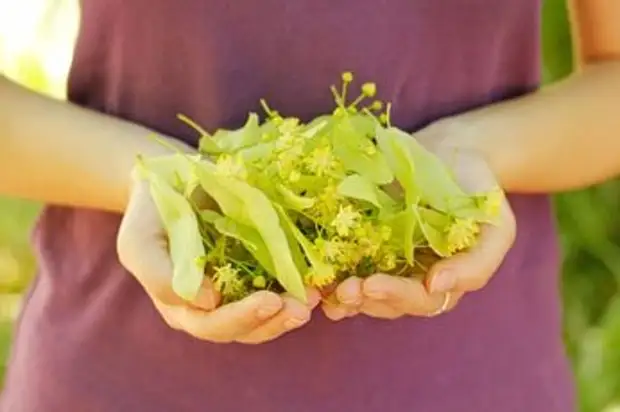 Heart-shaped or small-leaved linden (Tilia cordata)