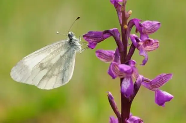 斑点のある蘭（Orchis maculata）