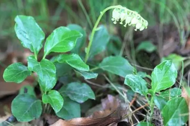 آرٿيليا هڪ طرفي (Orthilia secunda)