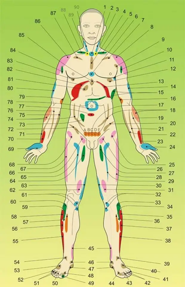 Litho tsa ka hare 'meleng oa motho. Lintlha tsa acupuncture