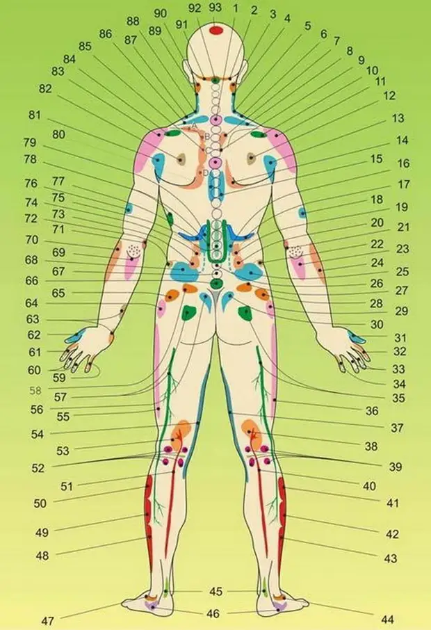 Imyanya y'imbere kumubiri wumuntu. Ingingo ya Acupuncture