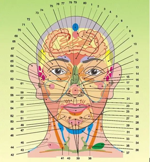 Organele interne ale corpului uman. Puncte de acupunctură