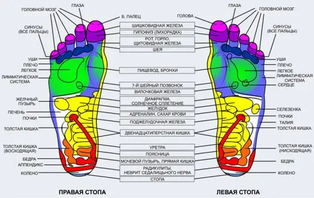 Organele interne ale corpului uman. Puncte de acupunctură