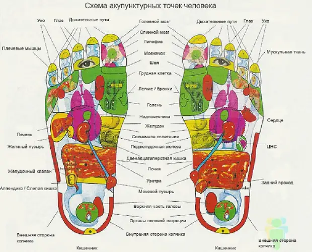 Imyanya y'imbere kumubiri wumuntu. Ingingo ya Acupuncture