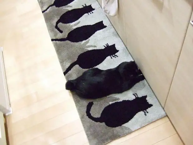 カメレオン猫