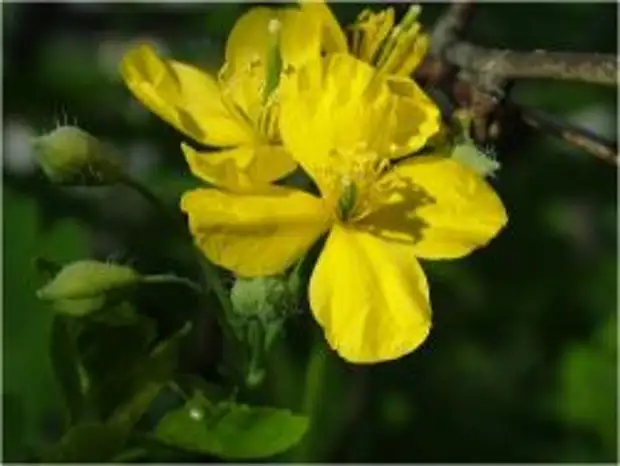 celandine ji bo sinusitis